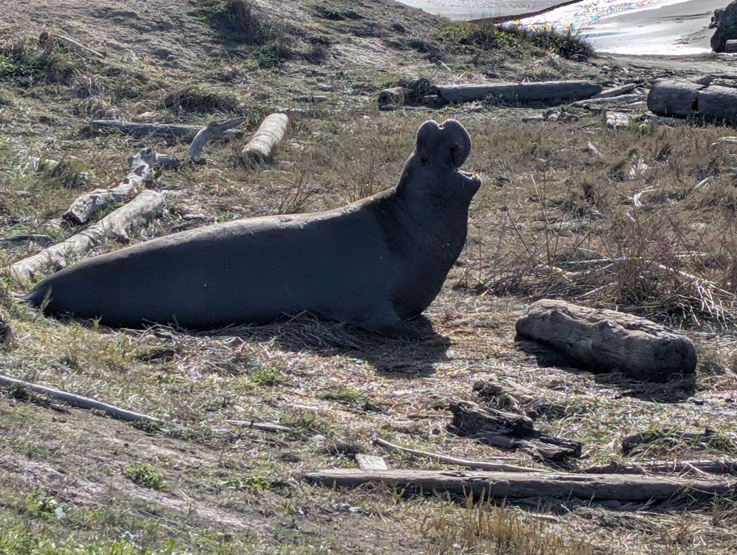 Elephant Seals – Nehaveigur